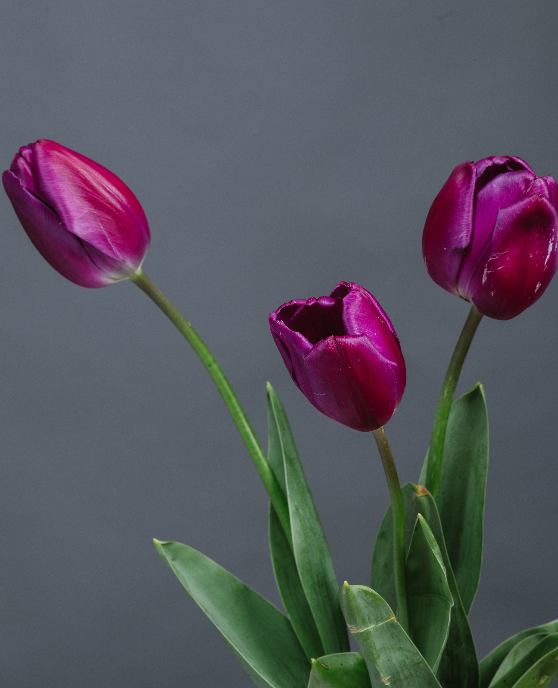 Purple Tulips & Alliums | Finest Organically Grown Bulbs – Organic Bulbs