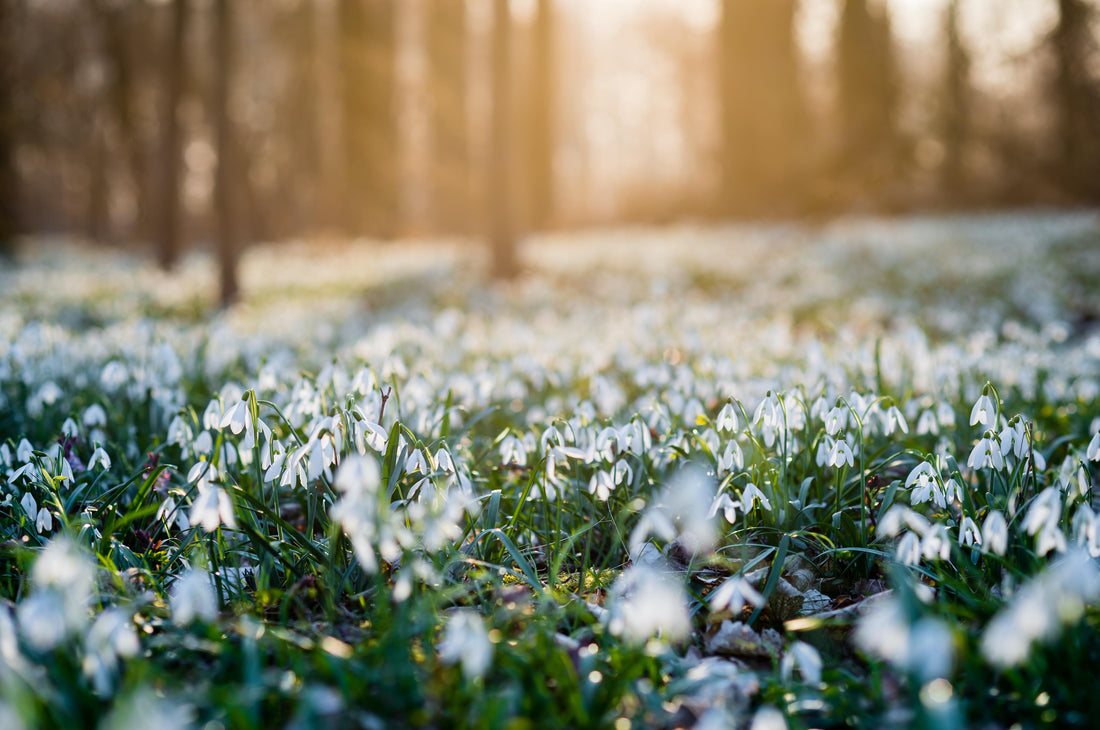 Bulbs in the Green | Native British Snowdrops & Bluebells – Organic Bulbs