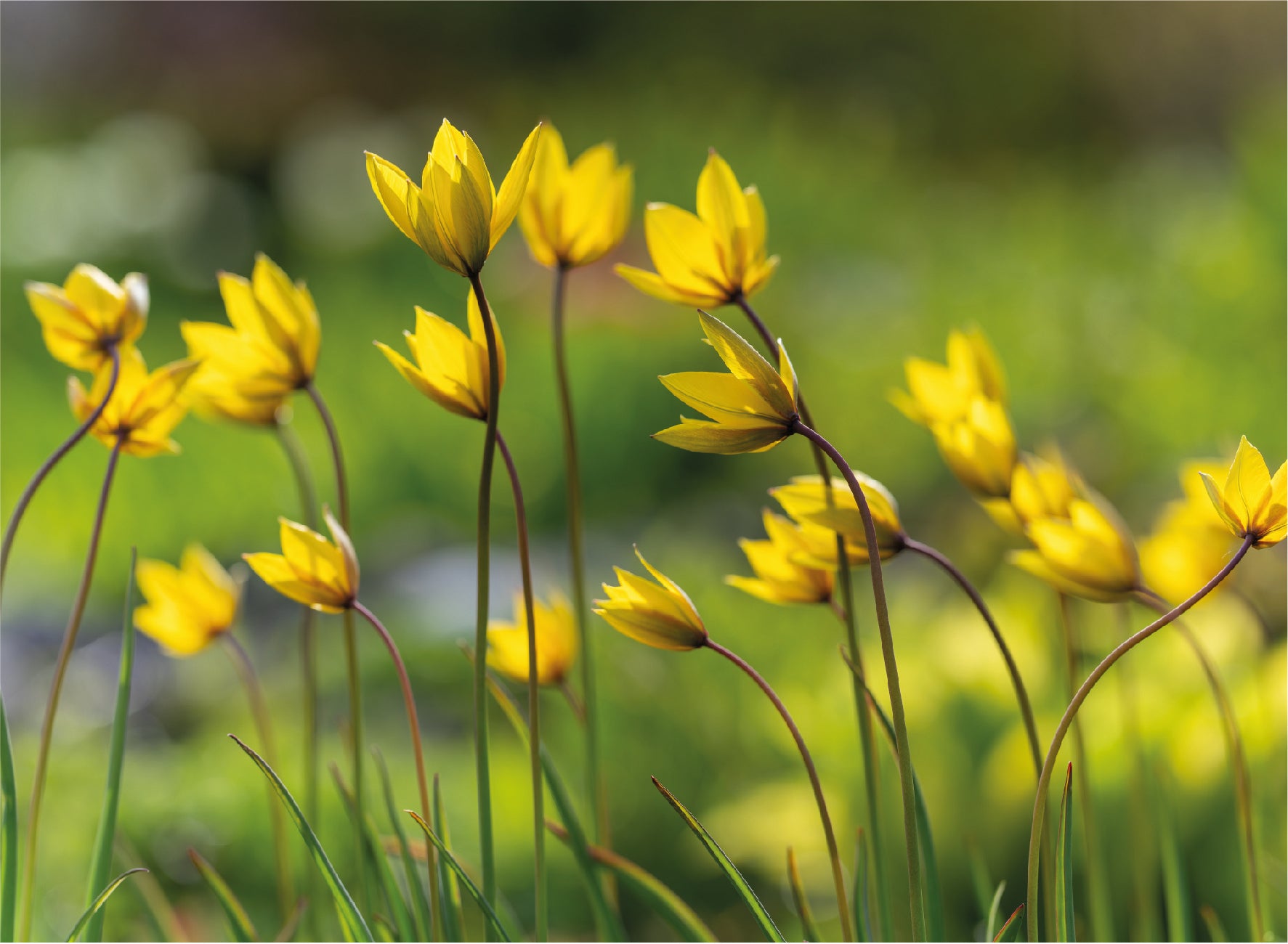 Yellow Spring Bulbs | The World's Finest Organic Bulbs