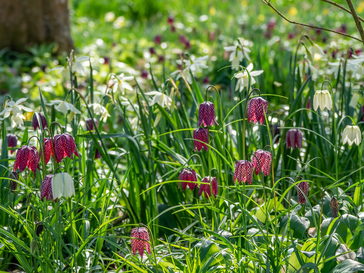 Spring Flowering Bulbs | The World's Finest Organically Grown Bulbs ...