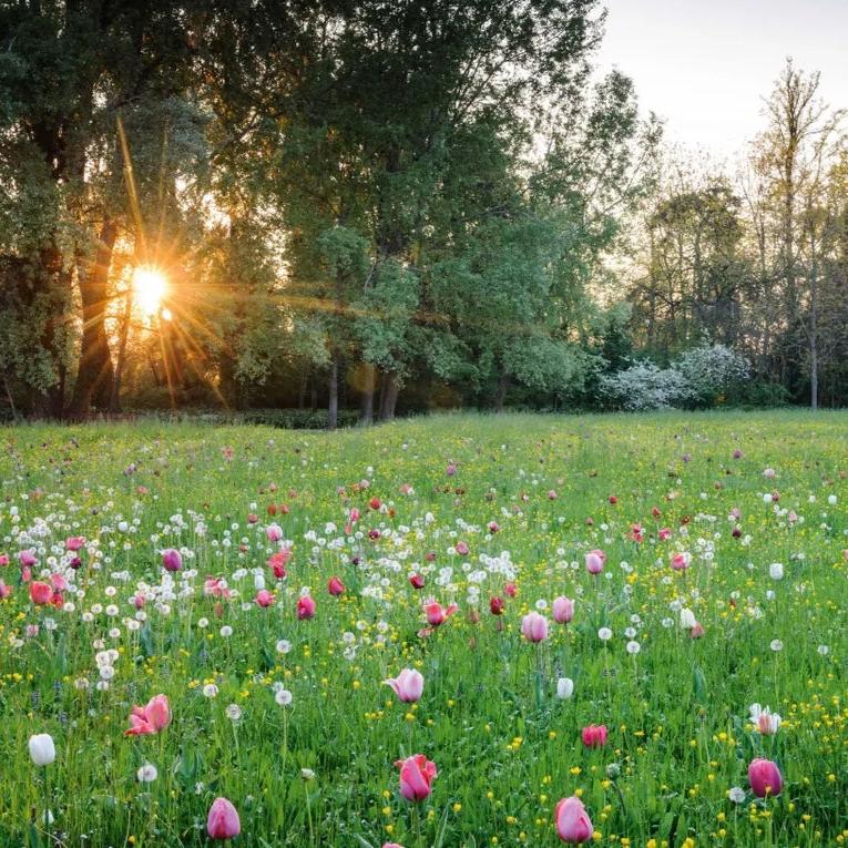 Spring Meadow Wallpaper Best Meadows IPhone HD Wallpapers