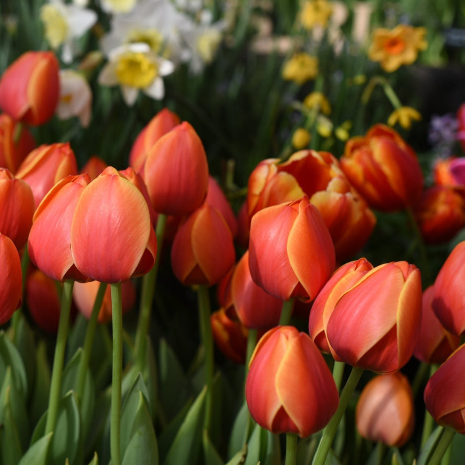 Organic Bulbs | The World's Finest Organically Grown Flower Bulbs ...
